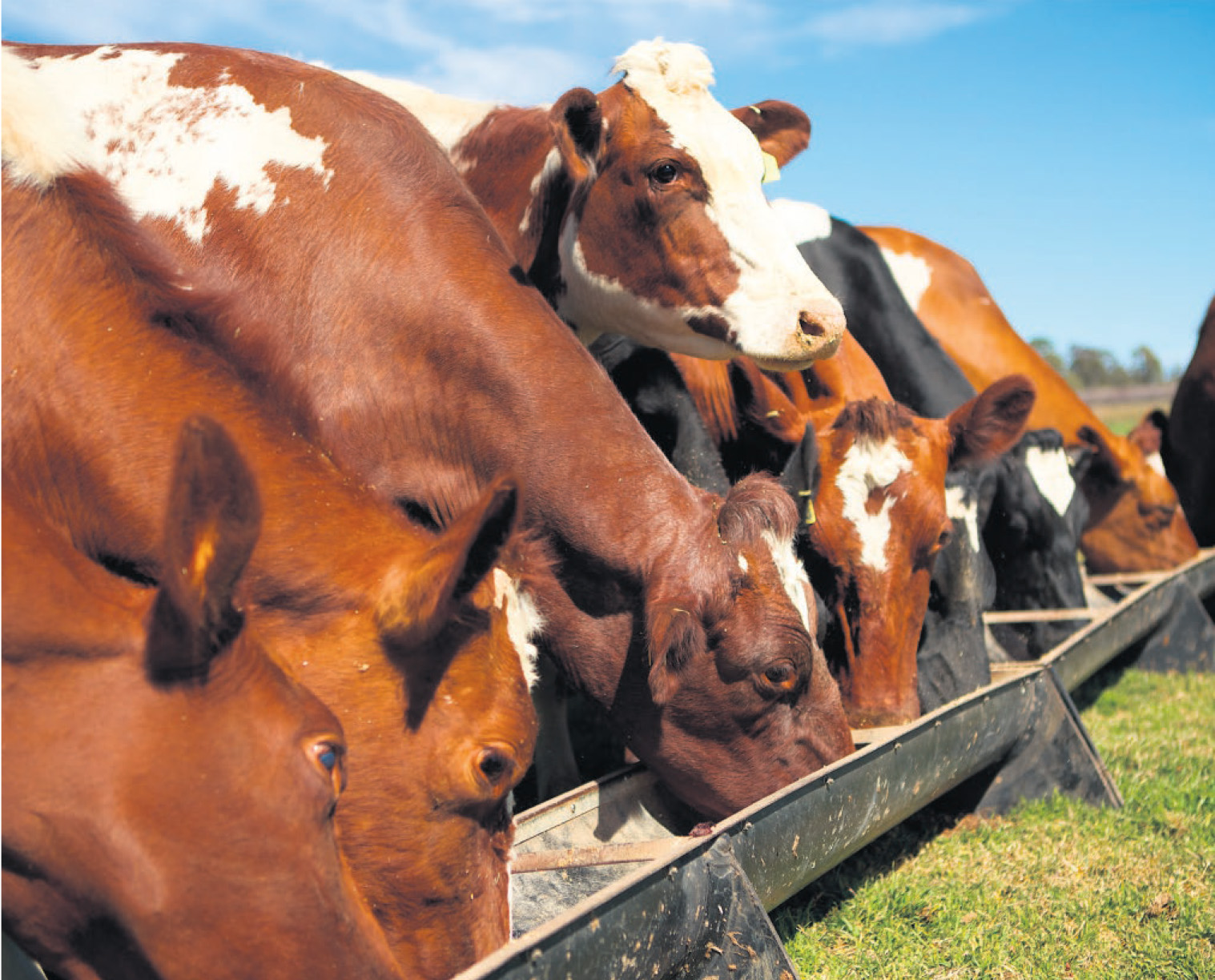 Media – Australian Probiotic Solutions